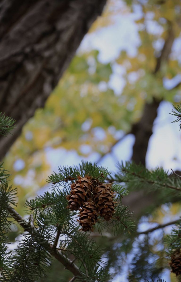 3D Shapes in Desmos – Lightning Letter